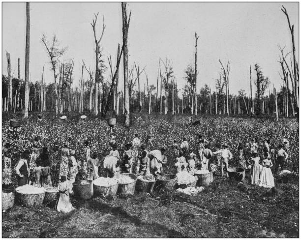 Which of the Following Was Not One of the Effects of the Cotton Boom?